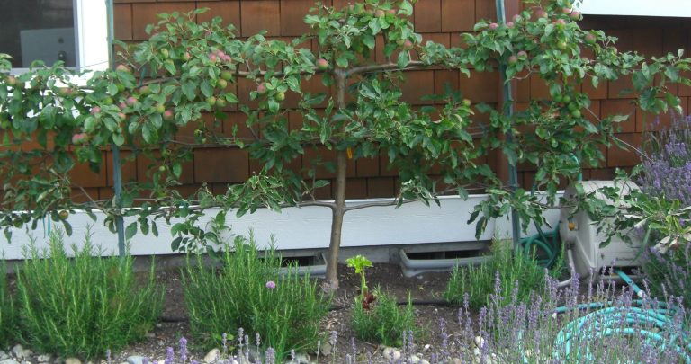 Backyard Orchard Culture: Too Good To Be True? | Northwest Edible Life