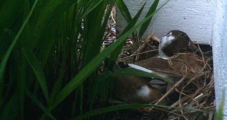 The Curious Case of The Missing Duck | Northwest Edible Life