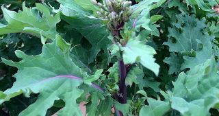 When and How to Harvest Kale Florets | Northwest Edible Life