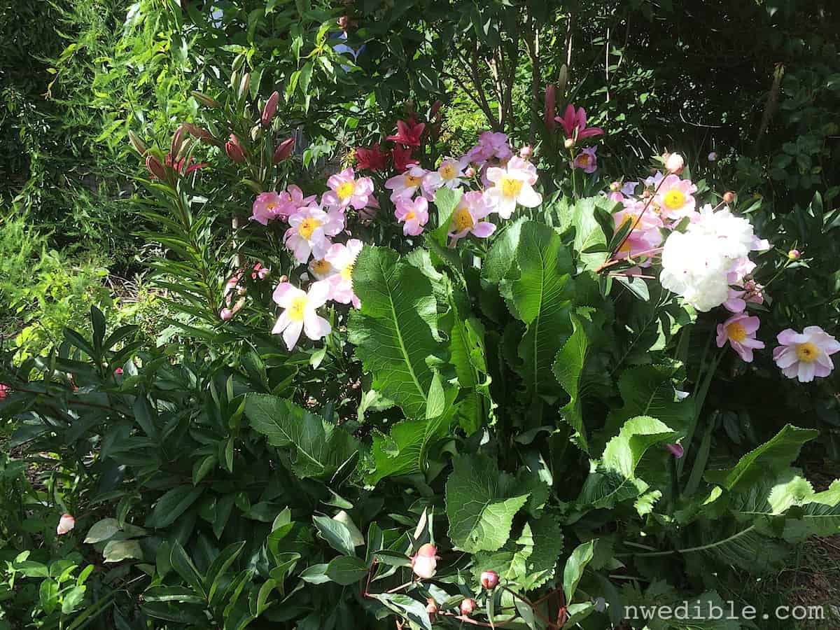 May Garden Tour128 | Northwest Edible Life