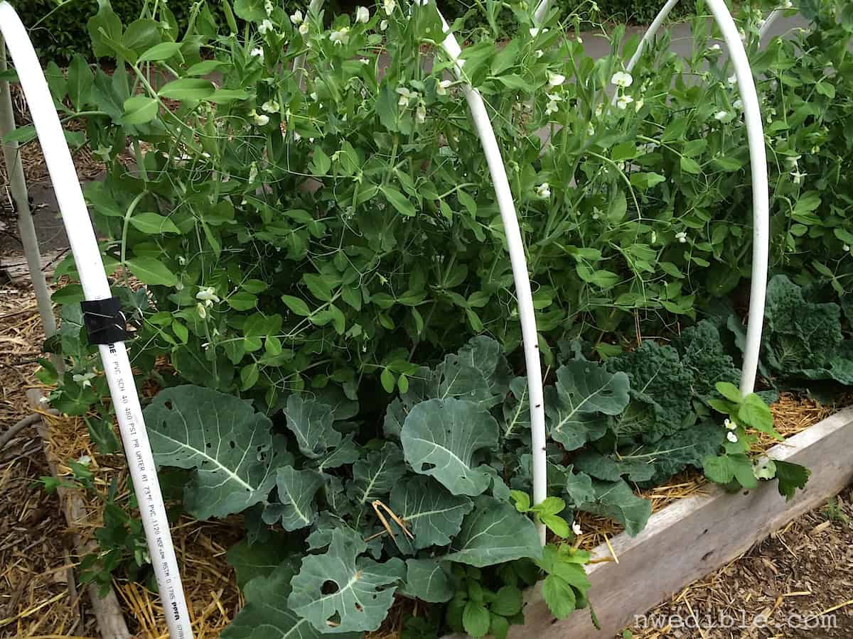 May Garden Tour254 | Northwest Edible Life