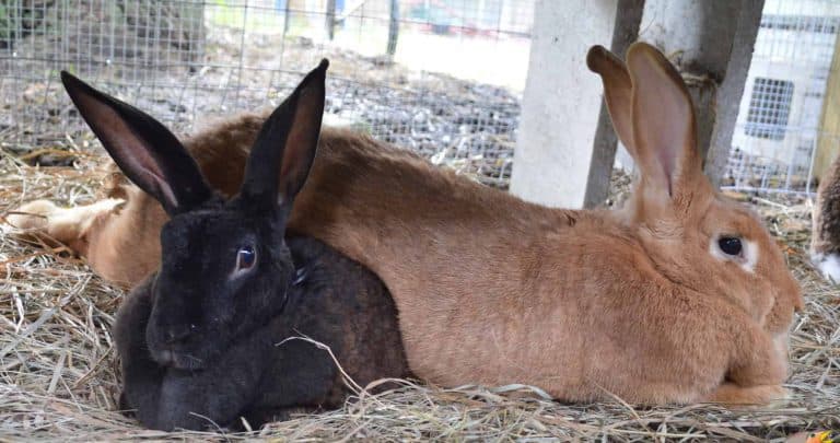 Meat Rabbits: Truths No Homesteading Article Tells You | Northwest ...