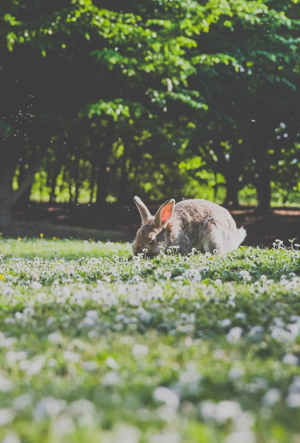 Northwest Edible Life | Page 2 | urban homesteading in the pacific ...