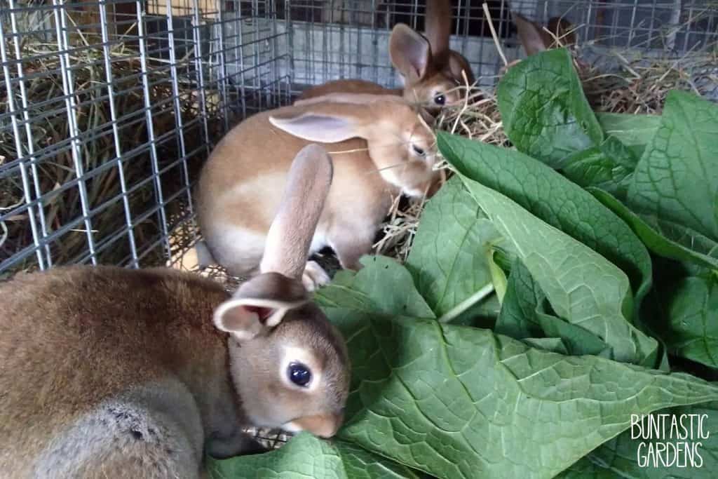 Herbs To Boost Immunity in Rabbits | Northwest Edible Life