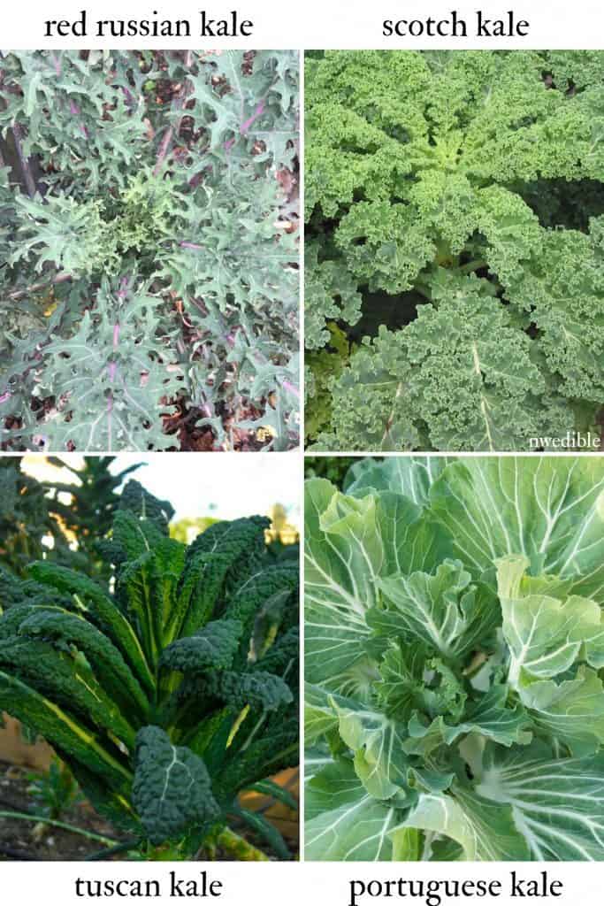 How To Grow Kale or Collards In The Pacific Northwest | Northwest ...