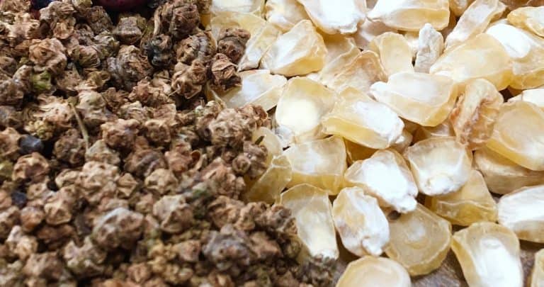 All the Seed Terminology You Need To Know | Northwest Edible Life