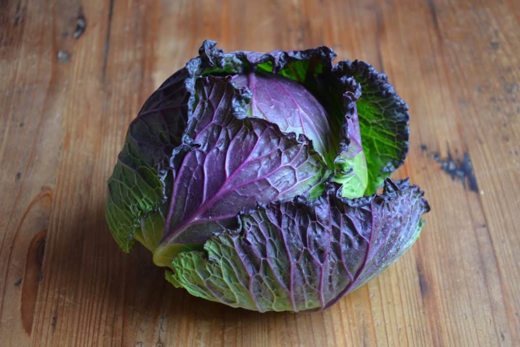 All the Seed Terminology You Need To Know | Northwest Edible Life