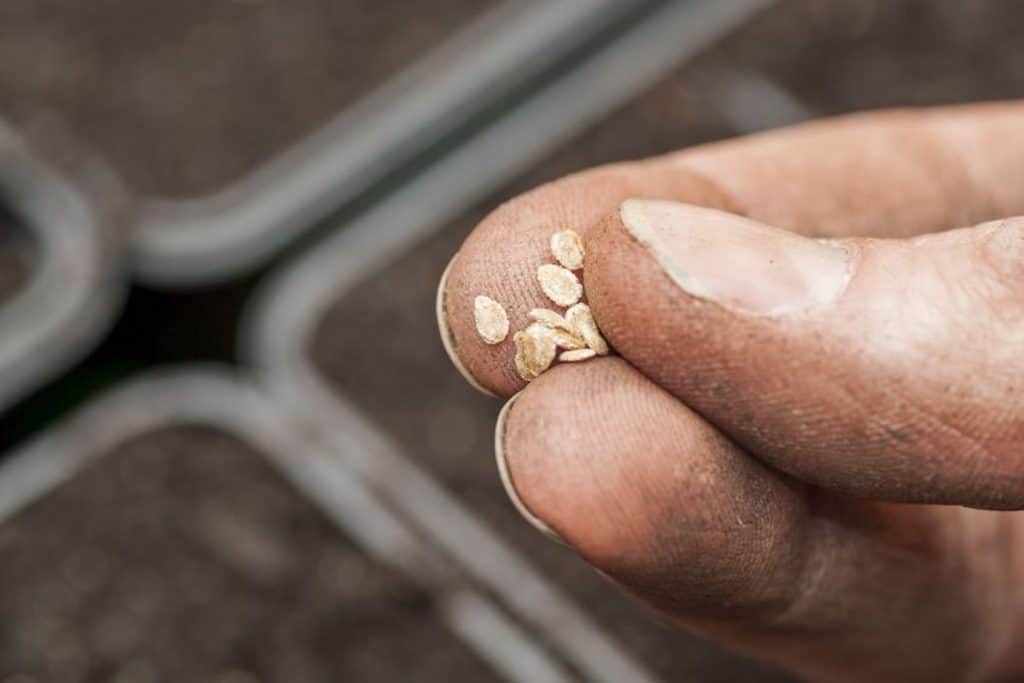 All the Seed Terminology You Need To Know | Northwest Edible Life