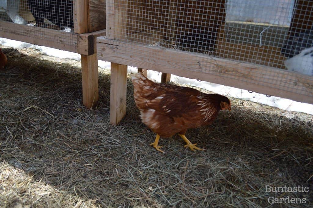 How To Combine Rabbits and Chickens for Homestead Animal Synergy ...