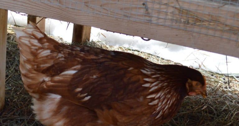 How To Combine Rabbits and Chickens for Homestead Animal Synergy ...