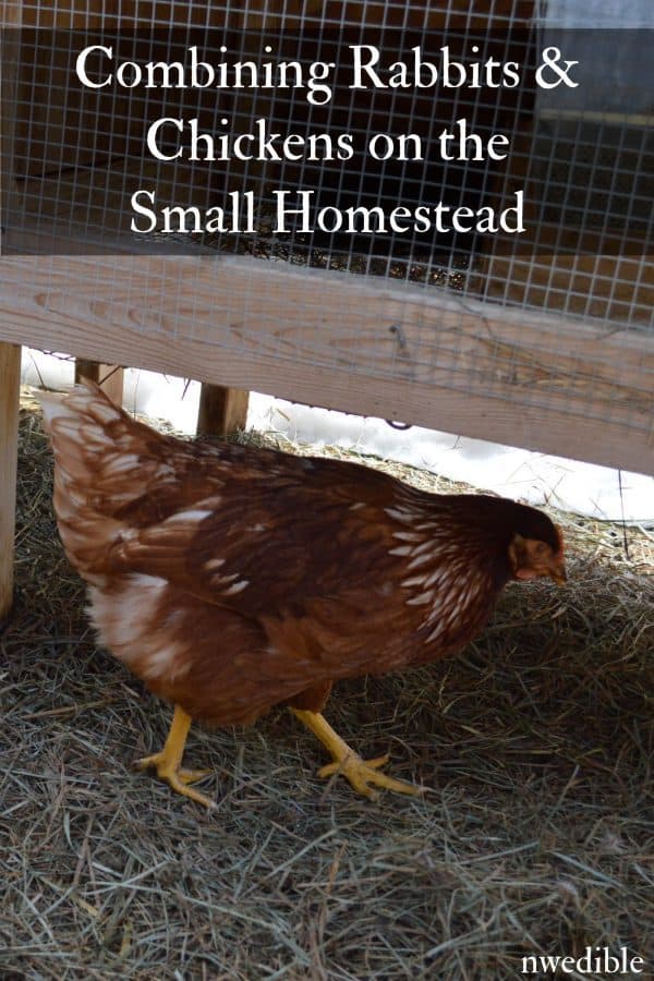 How To Combine Rabbits and Chickens for Homestead Animal Synergy ...