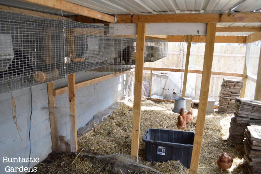 How To Combine Rabbits and Chickens for Homestead Animal Synergy ...