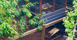 11 Chicken Coop Features I’ll Never Live Without | Northwest Edible Life